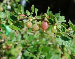Hooton's Homegrown-Farm Shop Anglesey, North Wales