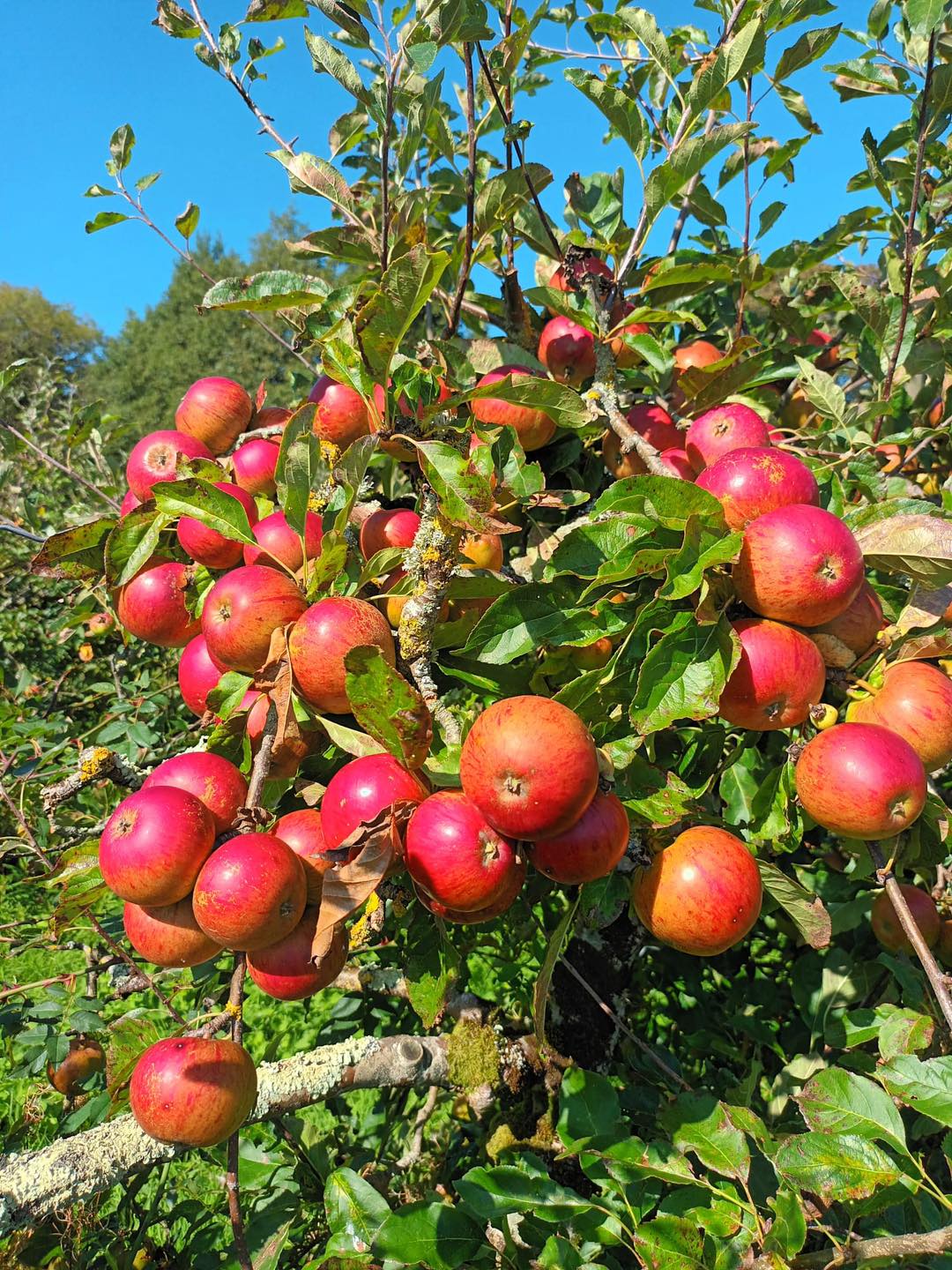 Pick Your Own in Anglesey – Hooton's Homegrown